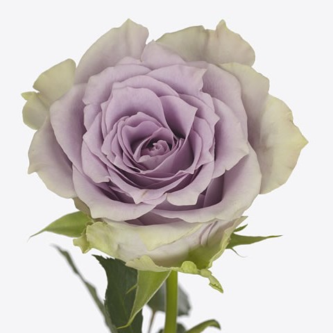 Rose Iconic 60cm | Wholesale Dutch Flowers & Florist Supplies UK