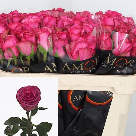 Rose Isadora 70cm | Wholesale Dutch Flowers & Florist Supplies UK