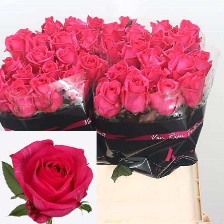 Rose Ivy 80cm | Wholesale Dutch Flowers & Florist Supplies UK