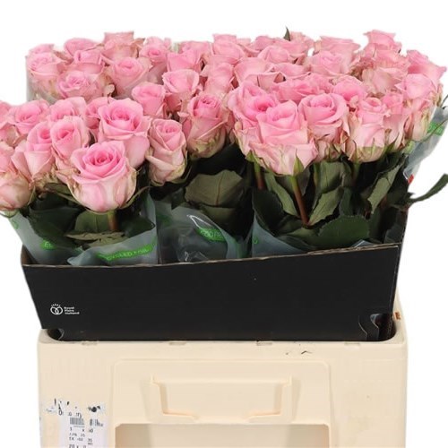 Rose Jessika (Small Heads) 40cm | Wholesale Dutch Flowers & Florist ...