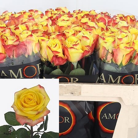 Rose Joker 60cm | Wholesale Dutch Flowers & Florist Supplies UK