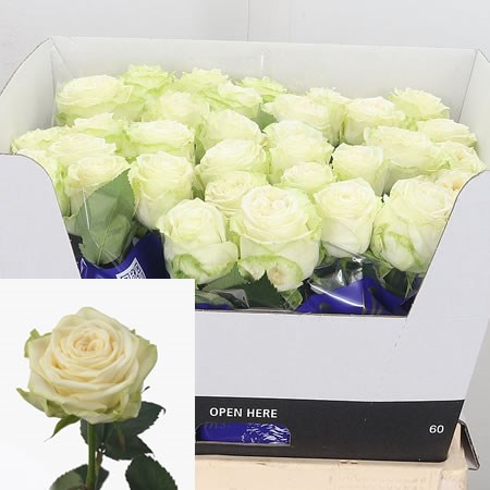 Rose Juwena 60cm | Wholesale Dutch Flowers & Florist Supplies UK