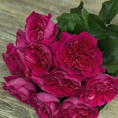 Rose Kate by David Austin | David Austin Garden Roses | Triangle Nursery