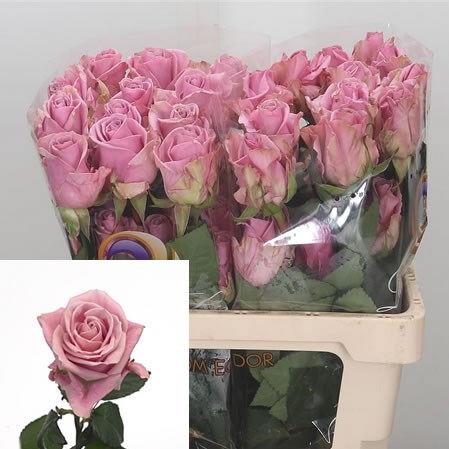 Rose Keano (Ecuador) 50cm | Wholesale Dutch Flowers & Florist Supplies UK