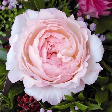 Rose Keira by David Austin | David Austin Garden Roses | Triangle Nursery