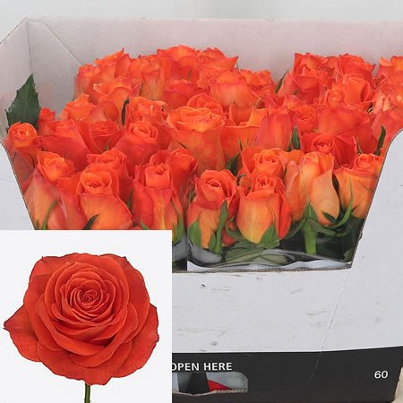 Rose Kingsday 60cm | Wholesale Dutch Flowers & Florist Supplies UK