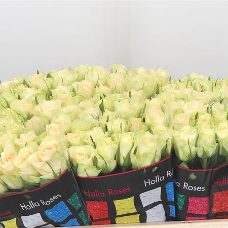Rose Kiwi 50cm | Wholesale Dutch Flowers & Florist Supplies UK