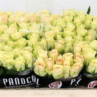 Rose Kiwi 60cm | Wholesale Dutch Flowers & Florist Supplies UK