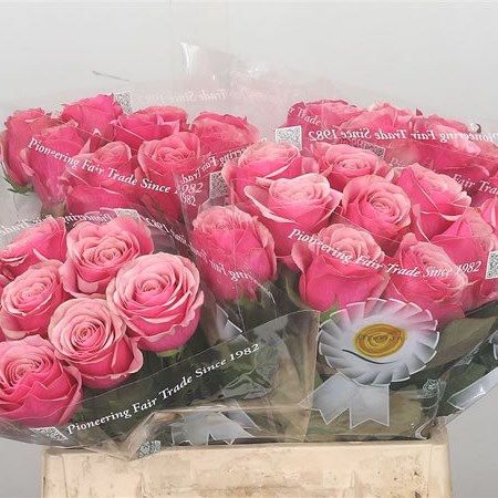 Rose Lady Eve 40cm | Wholesale Dutch Flowers & Florist Supplies UK