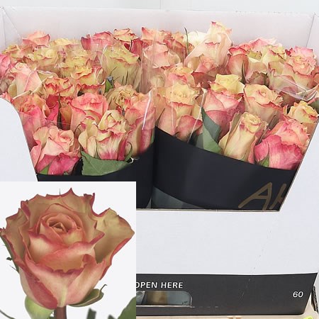 Rose Lady Like 60cm | Wholesale Dutch Flowers & Florist Supplies UK