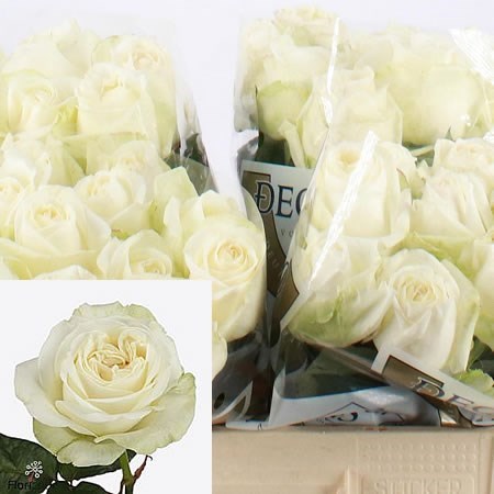 Rose Lady Lindsey 80cm | Wholesale Dutch Flowers & Florist Supplies UK