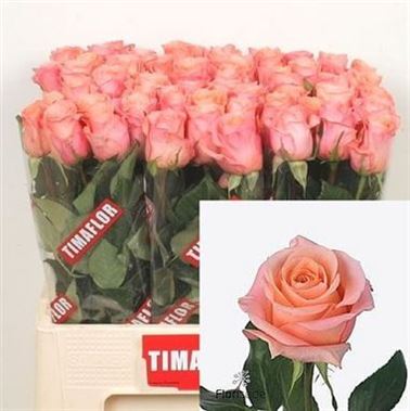 Rose Lady Margaret 50cm | Wholesale Dutch Flowers & Florist Supplies UK