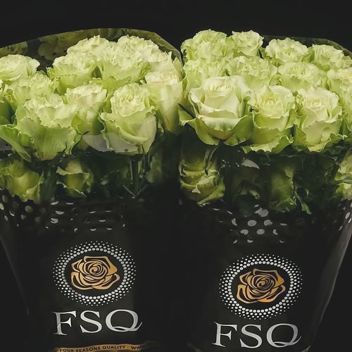 Rose Lemonade (Ecuador Large Heads) 50cm | Wholesale Dutch Flowers ...