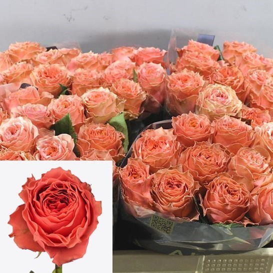 Rose Lois Lane 50cm | Wholesale Dutch Flowers & Florist Supplies UK