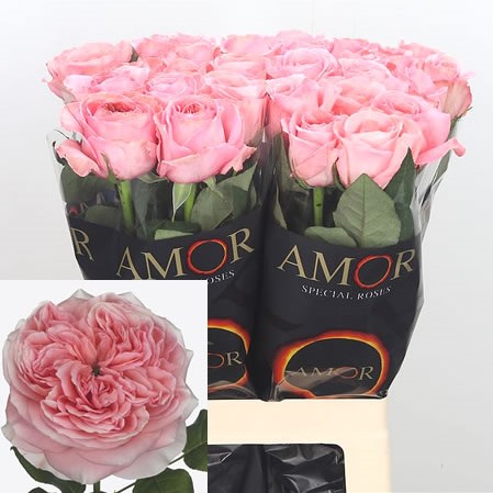 Rose London Eye 70cm | Wholesale Dutch Flowers & Florist Supplies UK