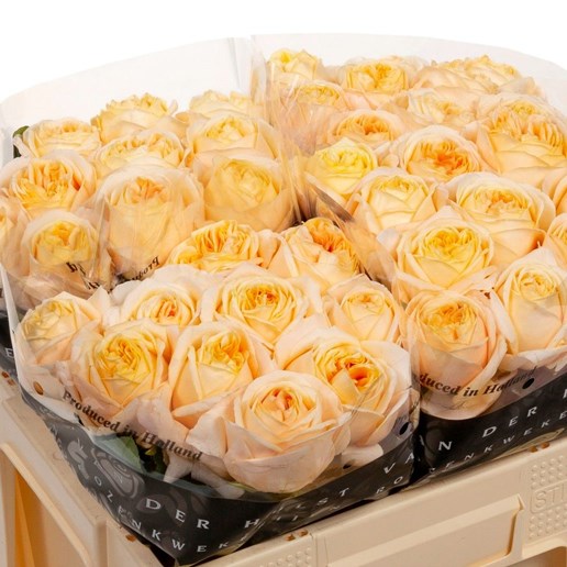 Rose London Tower 70cm | Wholesale Dutch Flowers & Florist Supplies UK