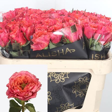 Rose Love Story 70cm | Wholesale Dutch Flowers & Florist Supplies UK