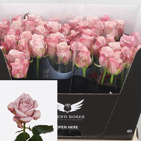 Rose Lovelace 60cm | Wholesale Dutch Flowers & Florist Supplies UK