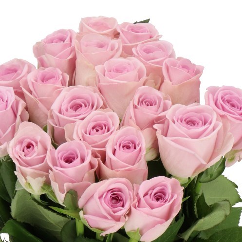 Rose Lovely Aqua (Small Heads) 40cm | Wholesale Dutch Flowers & Florist ...