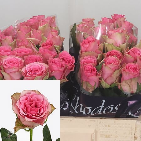 Rose Lovely Rhodos 50cm | Wholesale Dutch Flowers & Florist Supplies UK