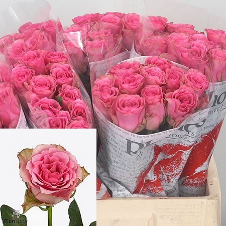 Rose Lovely Rhodos 60cm | Wholesale Dutch Flowers & Florist Supplies UK