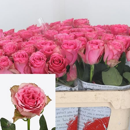 Rose Lovely Rhodos 70cm | Wholesale Dutch Flowers & Florist Supplies UK