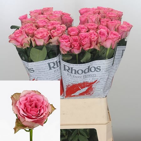 Rose Lovely Rhodos 90cm | Wholesale Dutch Flowers & Florist Supplies UK