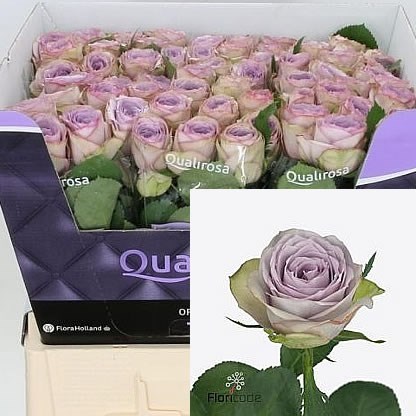 Rose Lullaby 70cm | Wholesale Dutch Flowers & Florist Supplies UK