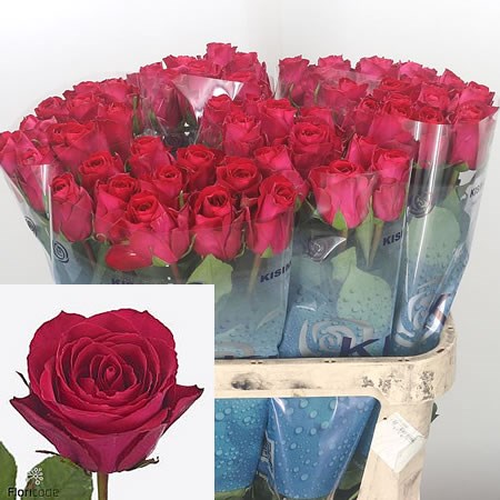 Rose Madam Cerise 80cm | Wholesale Dutch Flowers & Florist Supplies UK