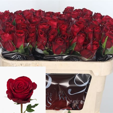 Rose Madam Red 70cm | Wholesale Dutch Flowers & Florist Supplies UK