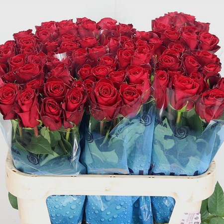 Rose Madam Red 80cm | Wholesale Dutch Flowers & Florist Supplies UK