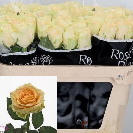 Rose Magic Avalanche 70cm | Wholesale Dutch Flowers & Florist Supplies UK