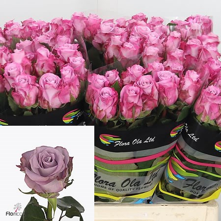 Rose Maritim 50cm | Wholesale Dutch Flowers & Florist Supplies UK