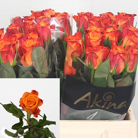 Rose Mariyo 40cm | Wholesale Dutch Flowers & Florist Supplies UK