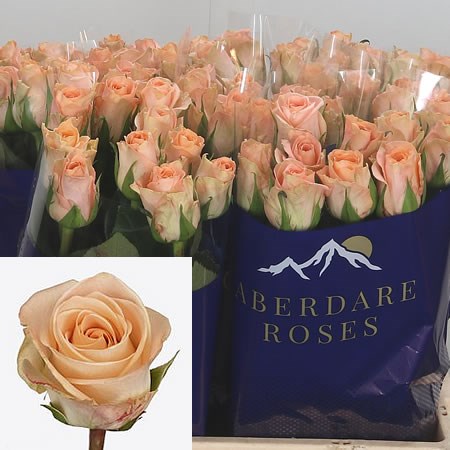 Rose Mayfair 60cm | Wholesale Dutch Flowers & Florist Supplies UK