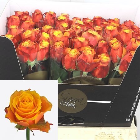 Rose Midnight Sun 70cm | Wholesale Dutch Flowers & Florist Supplies UK