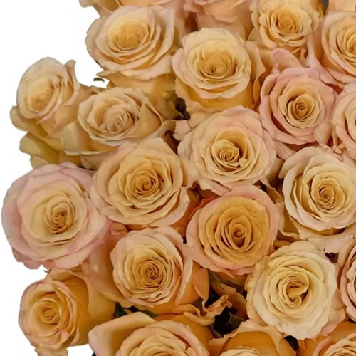 Rose Millaray 50cm | Wholesale Dutch Flowers & Florist Supplies UK