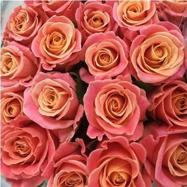 Rose Miss Piggy 50cm | Wholesale Dutch Flowers & Florist Supplies UK