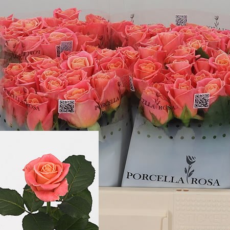 Rose Miss Piggy 50cm | Wholesale Dutch Flowers & Florist Supplies UK