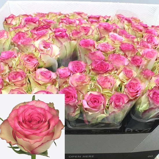 Rose Monique 50cm | Wholesale Dutch Flowers & Florist Supplies UK