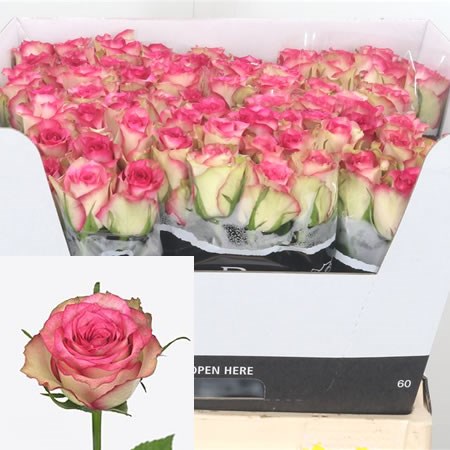 Rose Monique 60cm | Wholesale Dutch Flowers & Florist Supplies UK
