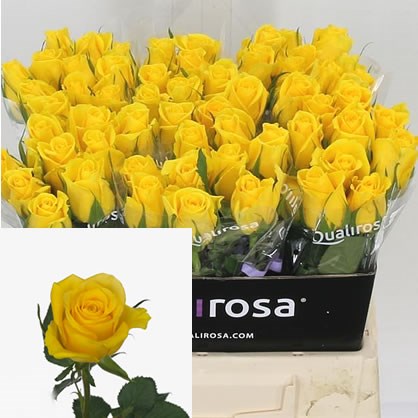 Rose Moonwalk 40cm | Wholesale Dutch Flowers & Florist Supplies UK