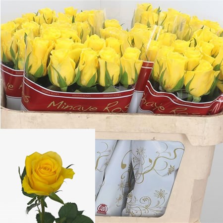 Rose Moonwalk 60cm | Wholesale Dutch Flowers & Florist Supplies UK
