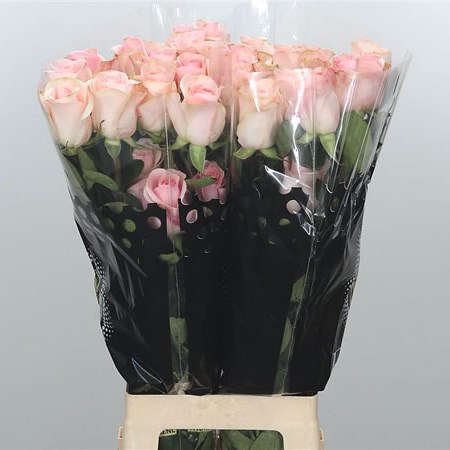 Rose Novia (Ecuador) 70cm | Wholesale Dutch Flowers & Florist Supplies UK