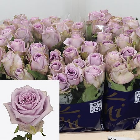 Rose Ocean Blue 60cm | Wholesale Dutch Flowers & Florist Supplies UK