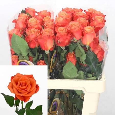 Rose Orange Crush (Ecuador) 50cm | Wholesale Dutch Flowers & Florist ...