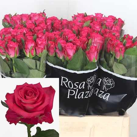 Rose Orchestra 60cm | Wholesale Dutch Flowers & Florist Supplies UK