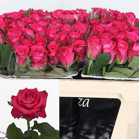 Rose Orchestra 70cm | Wholesale Dutch Flowers & Florist Supplies UK