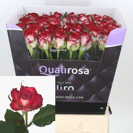 Rose Paradiso 60cm | Wholesale Dutch Flowers & Florist Supplies UK