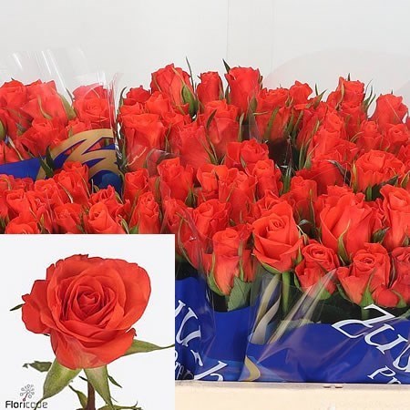 Rose Patz (V Small Heads) 35cm | Wholesale Dutch Flowers & Florist ...